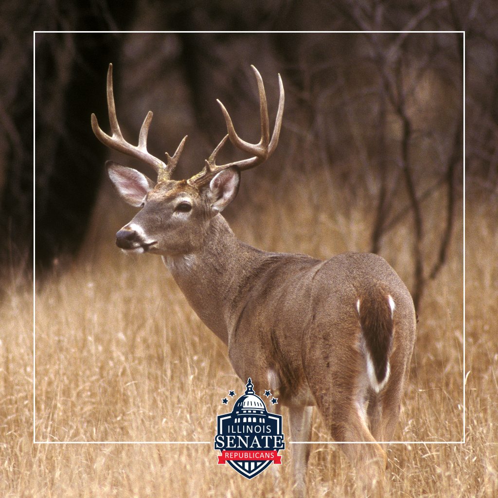 Steer clear: Deer mating season is here - Dale Fowler