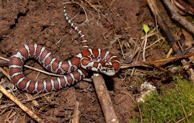 Sen. Fowler helps 11-year-old constituent to establish an official ...